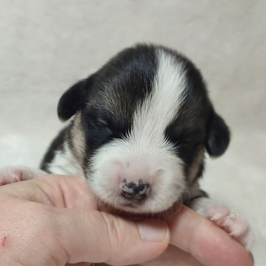 Принцесса Ясмина корги