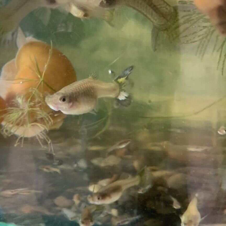 Гуппи и улитки