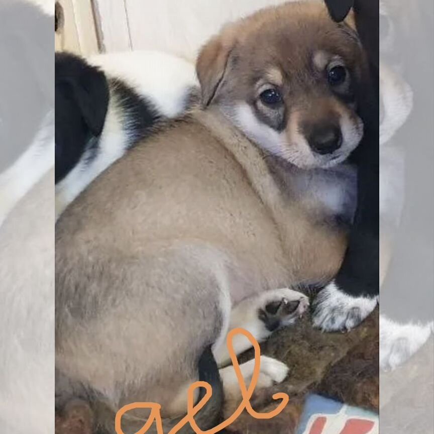 Щенок в добрые руки