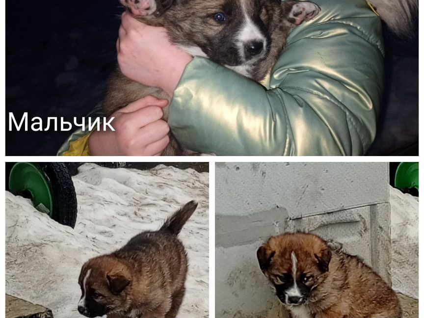 Щенок в добрые руки