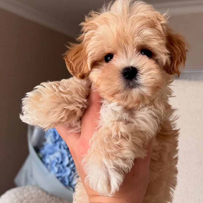 Мальтипу, щенок