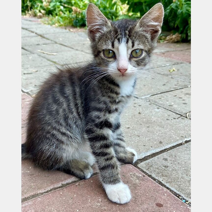 Красивая девочка ищет дом