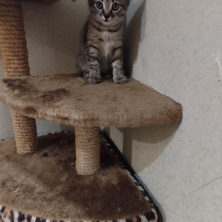 Котенок девочка в добрые руки