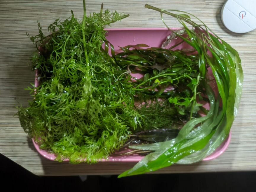 Аквариумные растения прополка