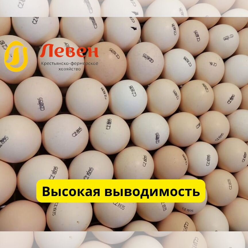 Инкубационное яйцо бройлера Кобб 500 и Росс 308