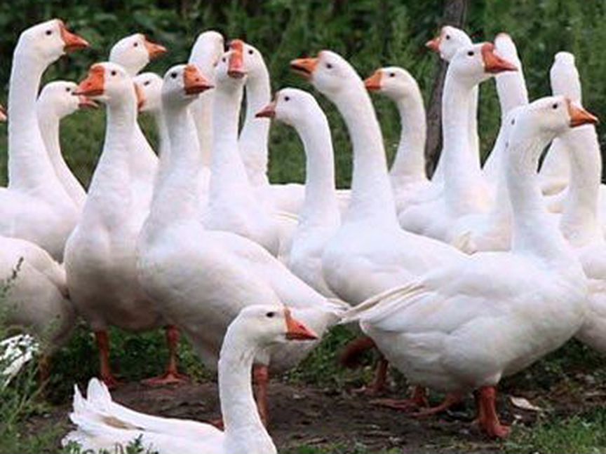 Гуси линда, мамут