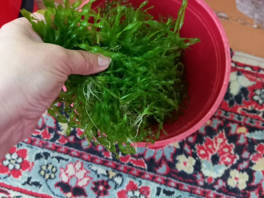 Аквариумные растения