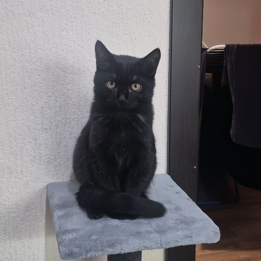 Британский короткошёрстный котёнок