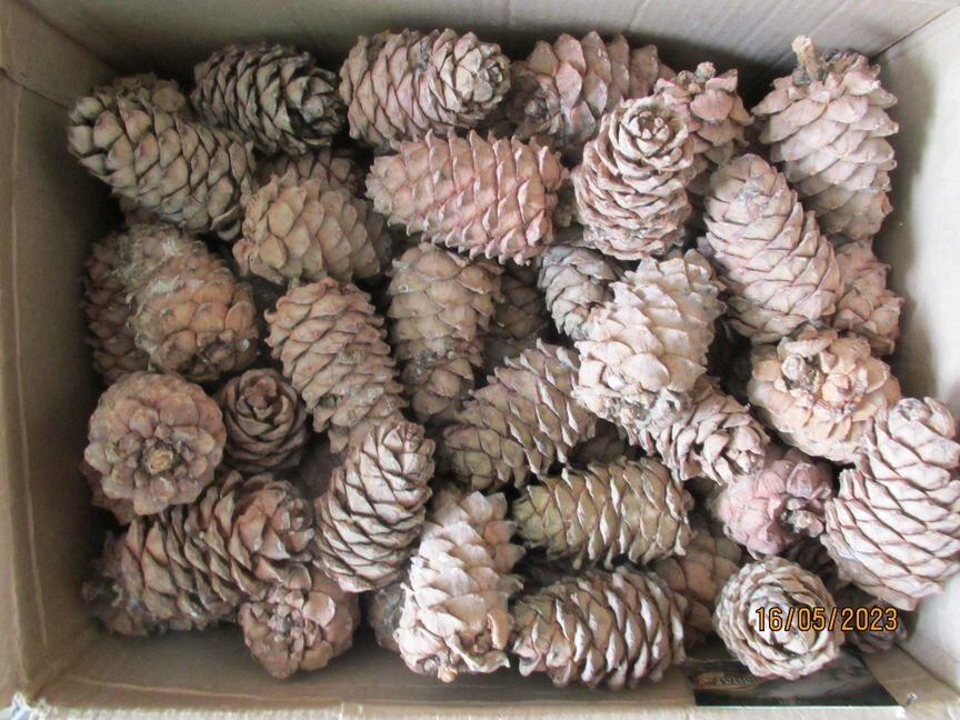 Кедровые шишки и орешки 2022