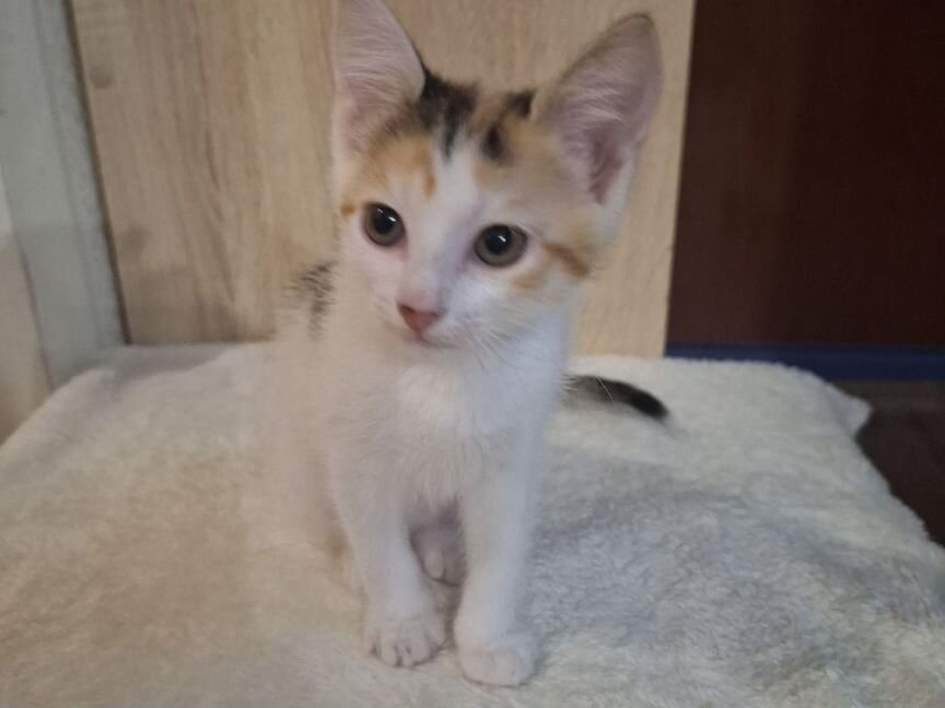 Донской сфинкс котята