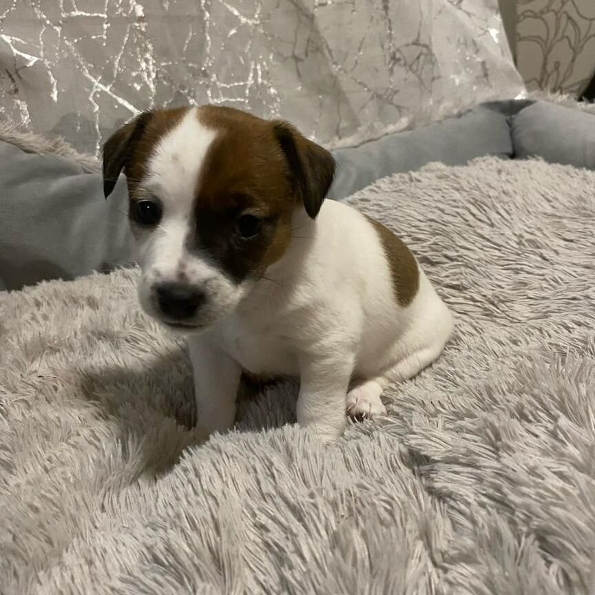 Щенки джек рассел терьер гладкошерстные