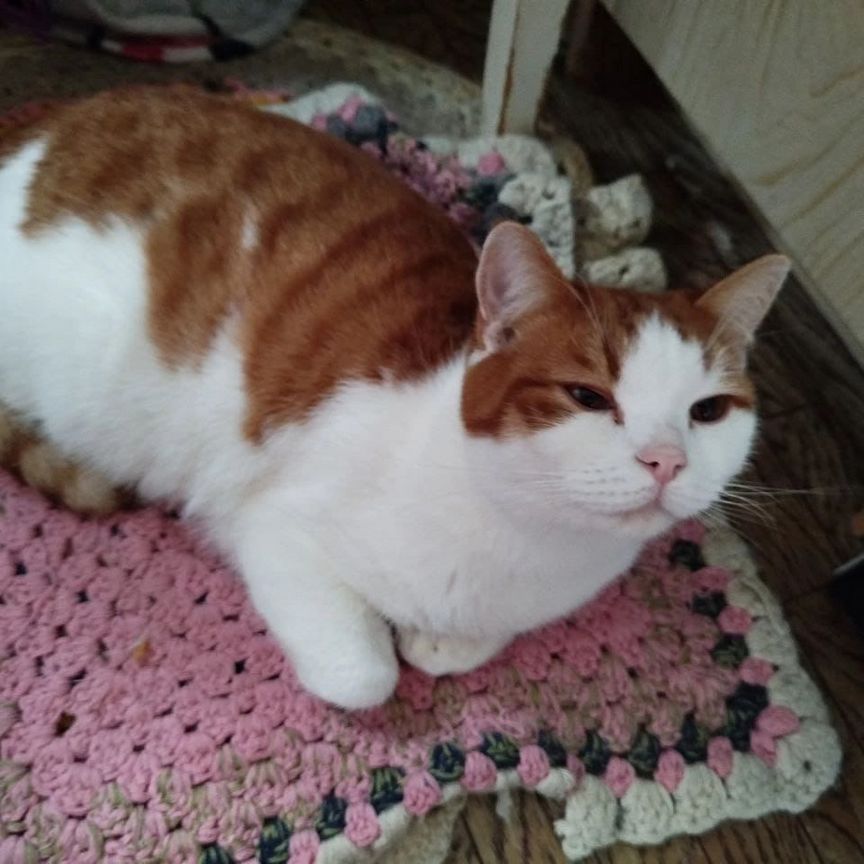 Молодой красавец Котик