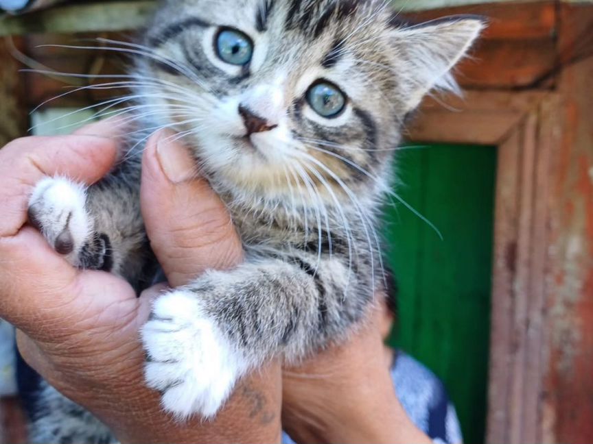 Милый, добрый полосатик, к лотку приучен