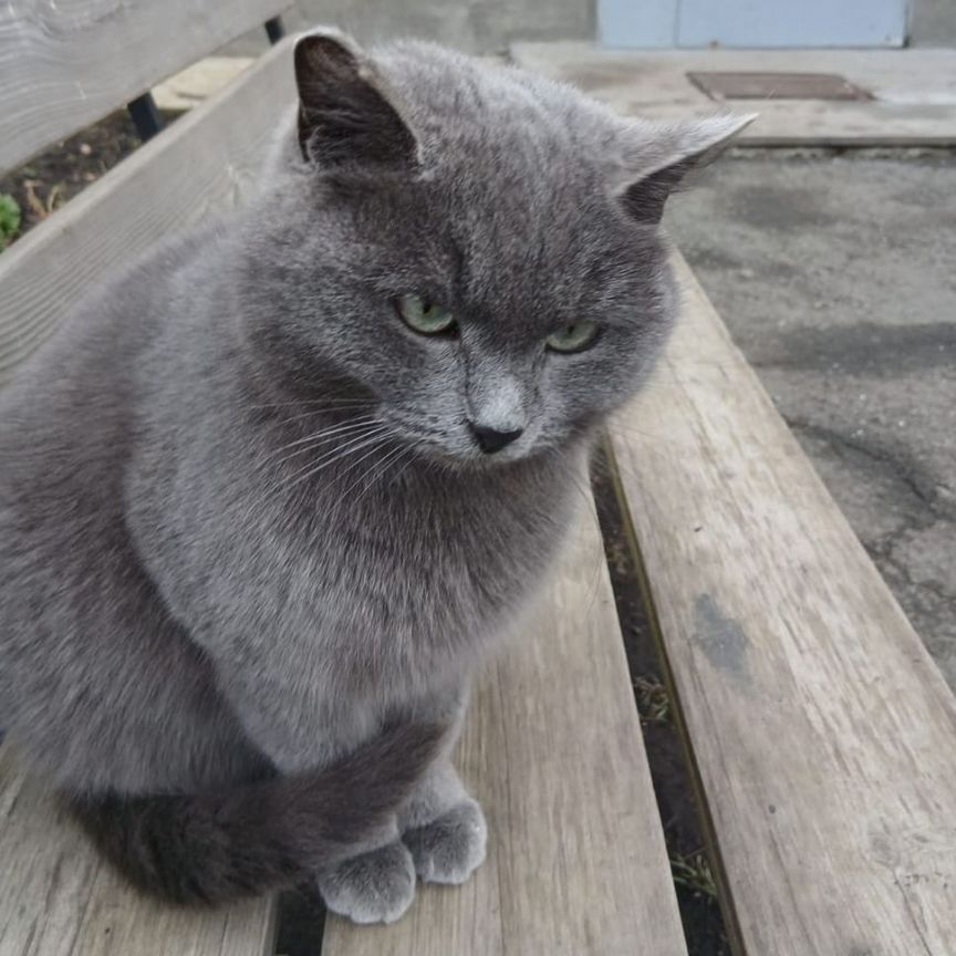 Взрослая кошка в добрые руки