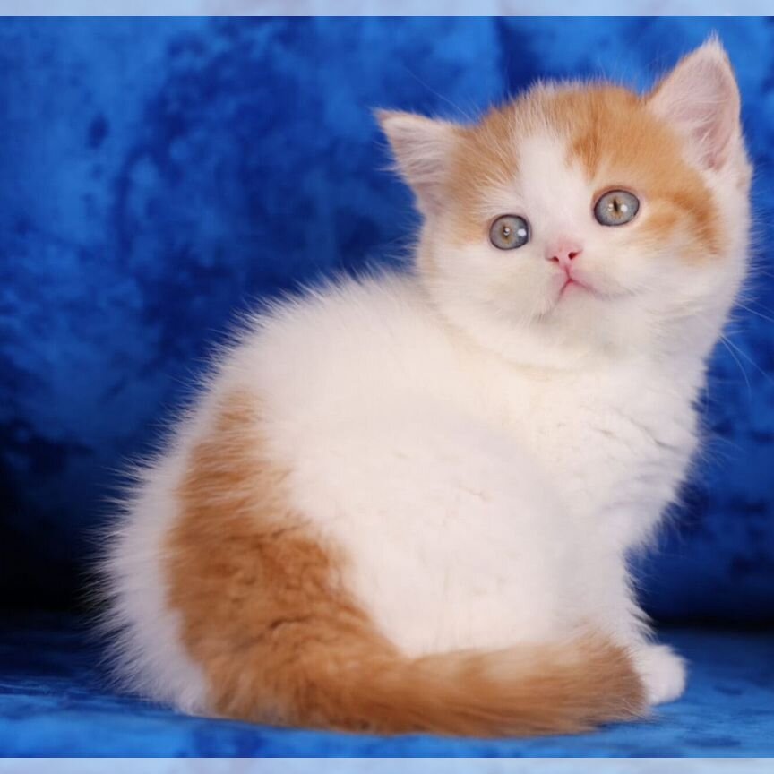 Британский короткошёрстный котёнок