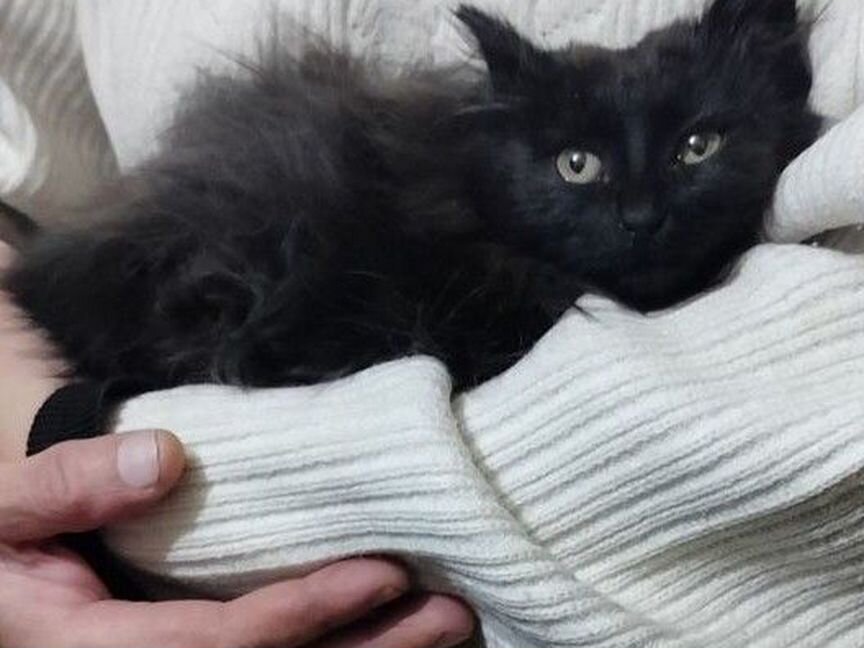 Пушистенькая девчулька-красотулька