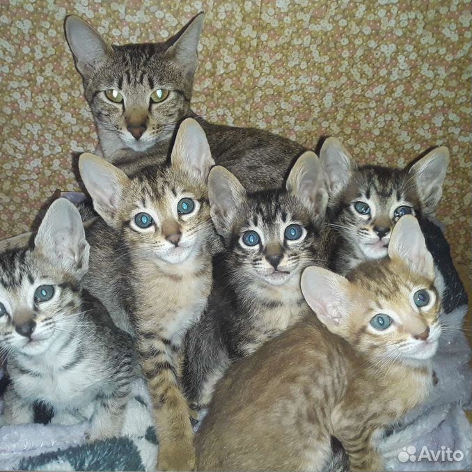 Отдаю Ориентальных котят