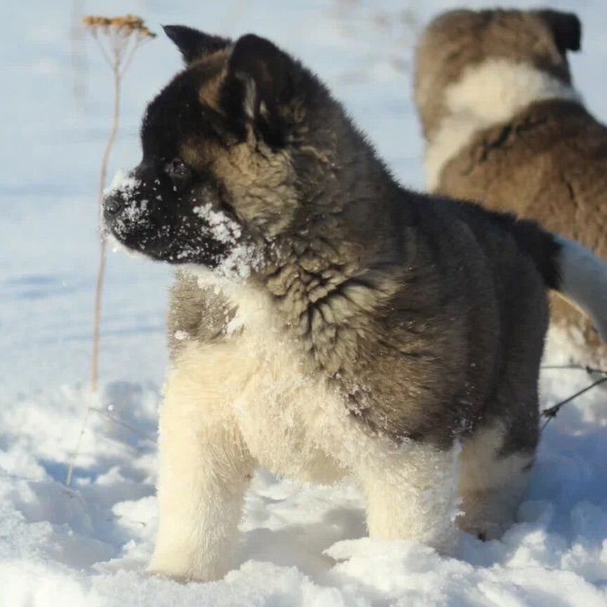 Девочка щенок американской акиты