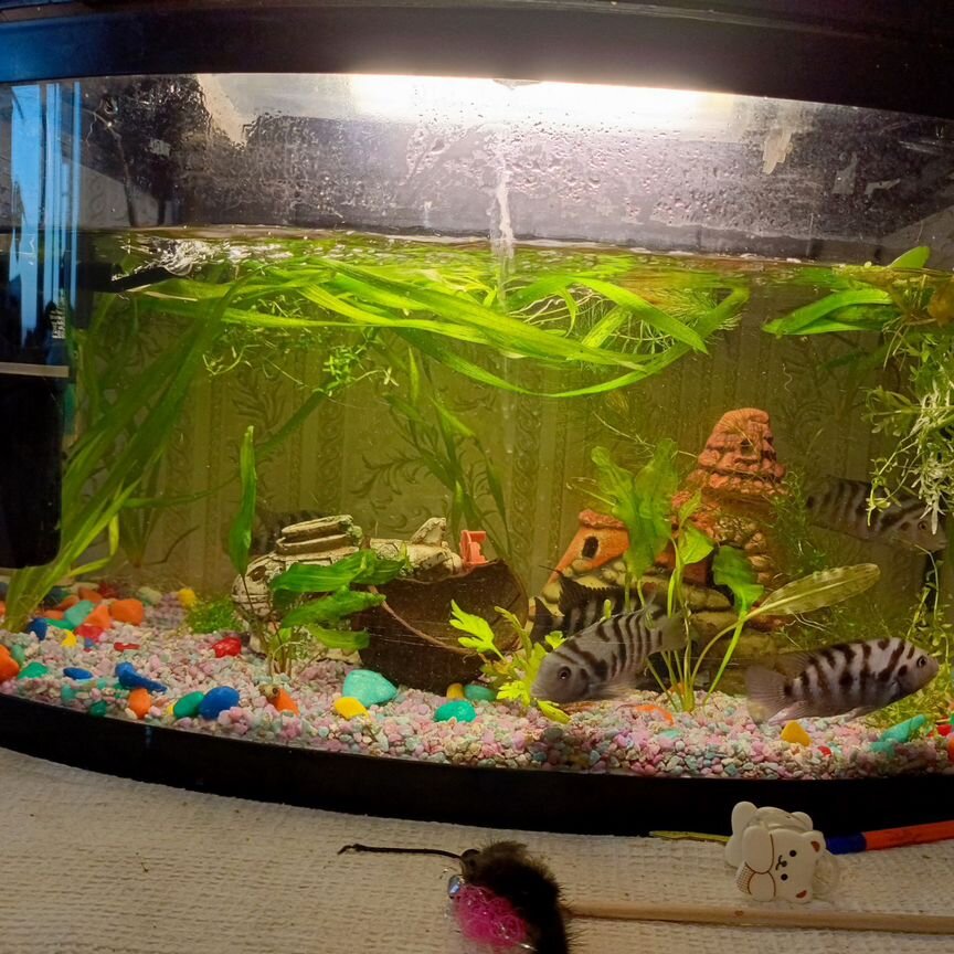 Рыбки цихлиды