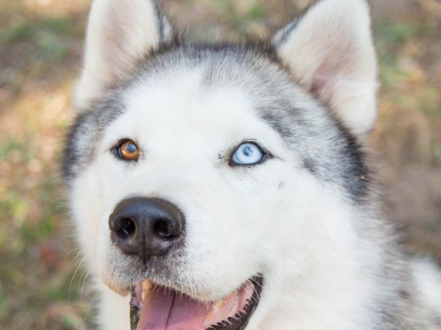 Собака в добрые руки бесплатно