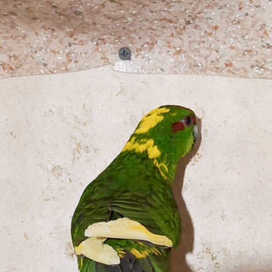 Попугай Какарик