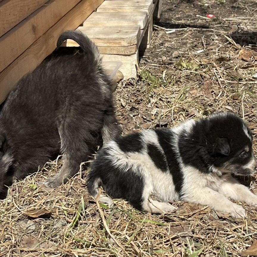 Щенок в добрые руки