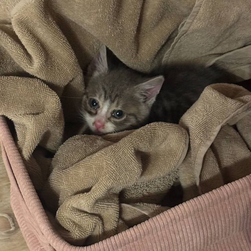 Котята в добрые руки 1 месяц