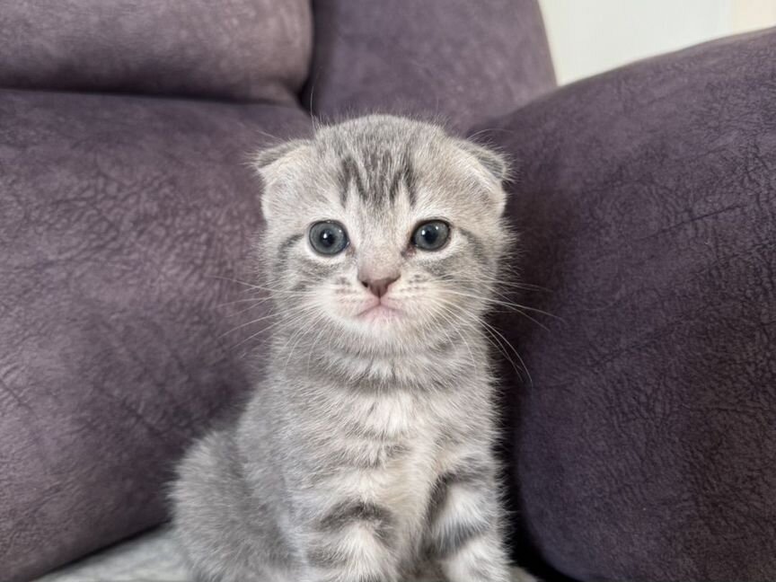 Британские котята