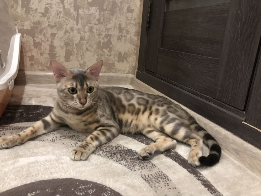 Бенгальская кошка готовый производитель