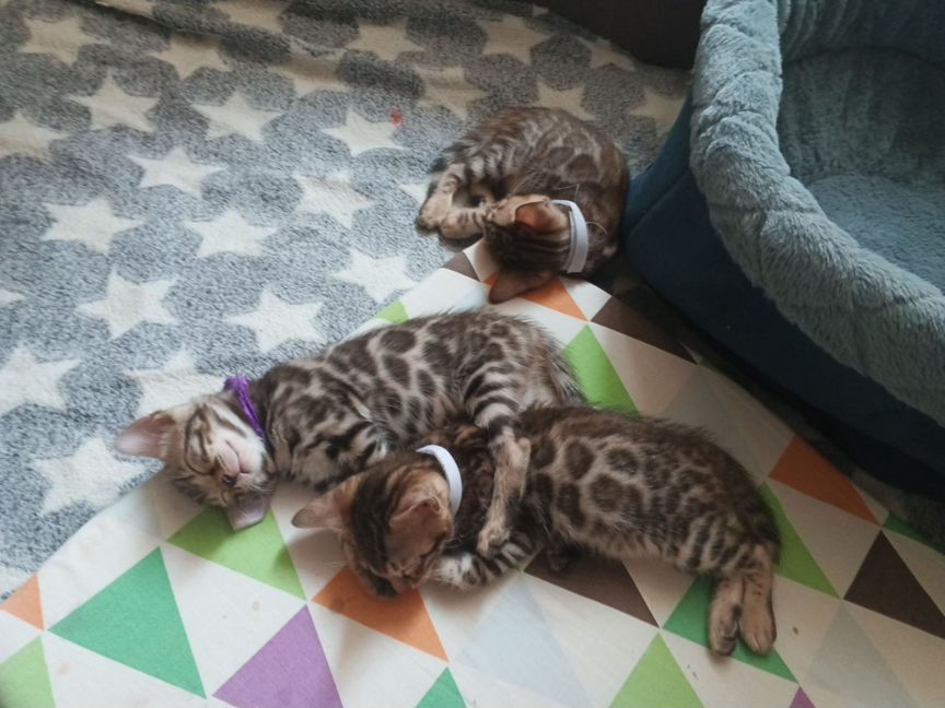 Бенгальская кошка в добрые руки