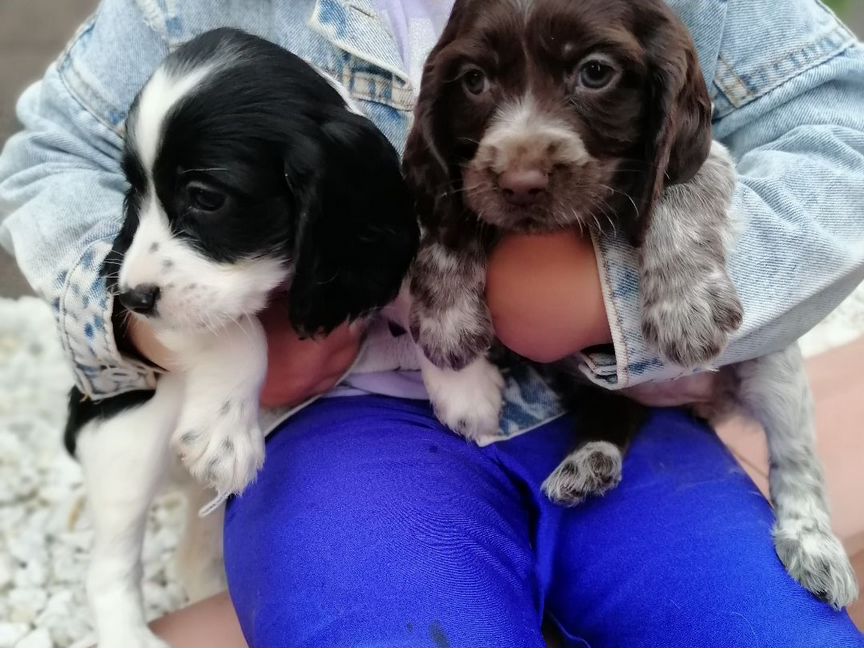 Шикарные щеночки русского спаниеля