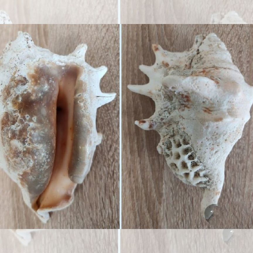 Семиконечная ракушка 15см