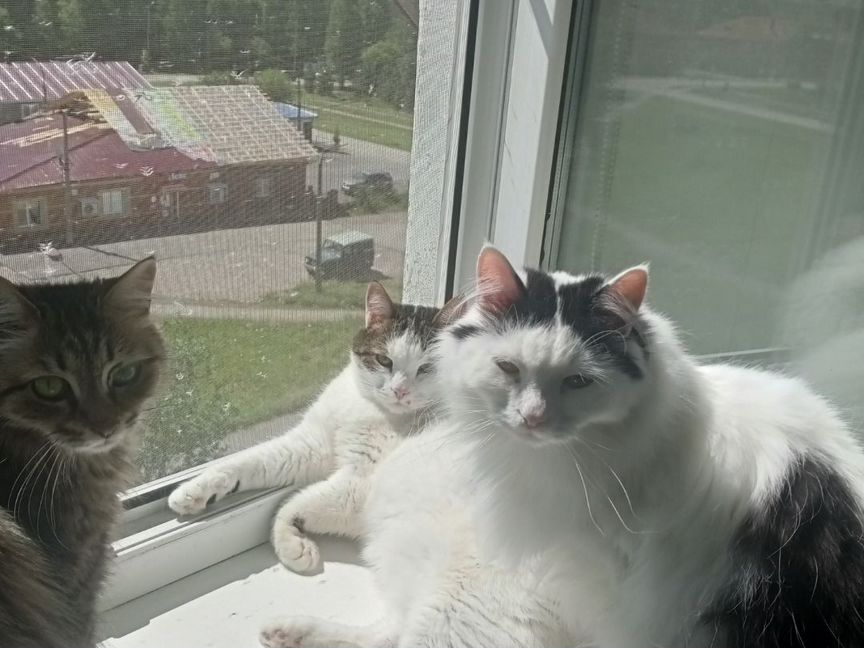 Отдам в добрые руки кота и кошечку. Домашние