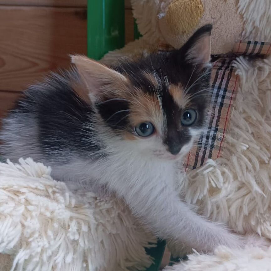 Котенок