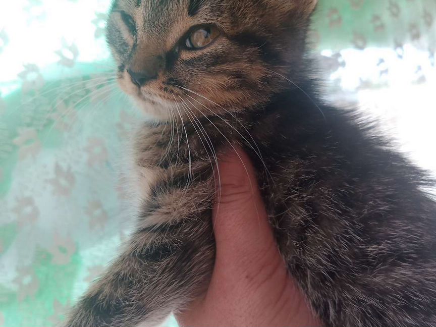 Кошка в дар,за шоколадку