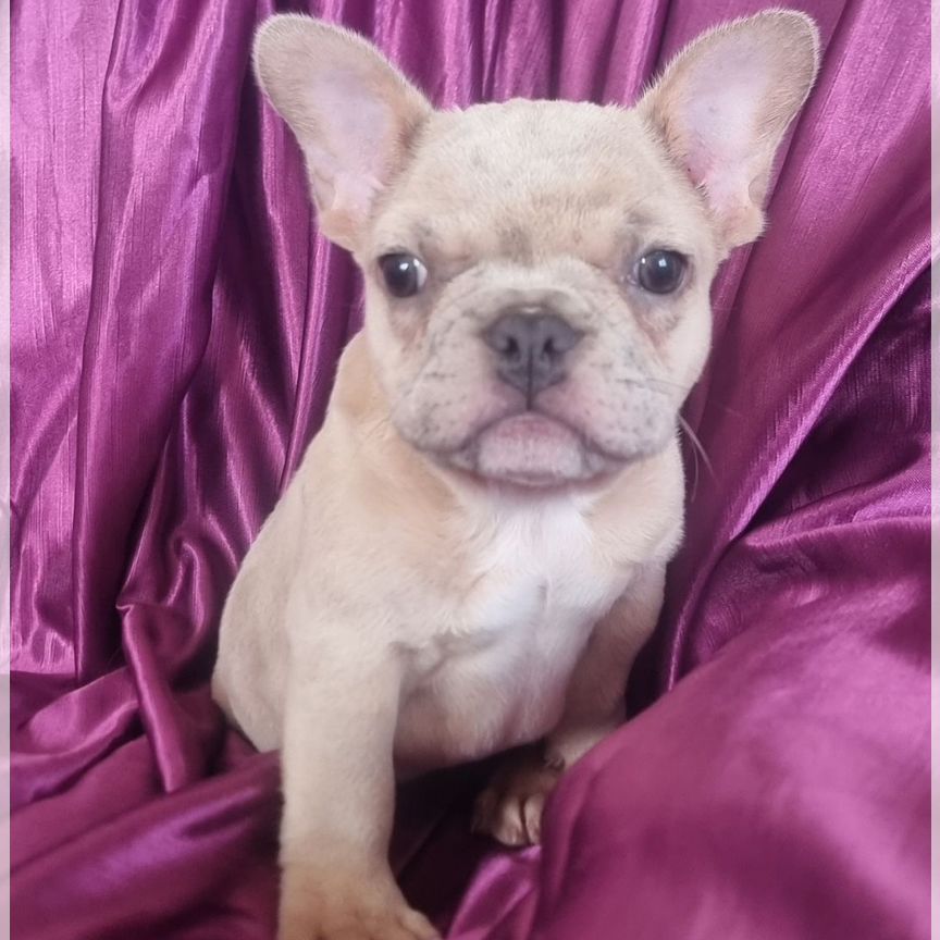 Французский бульдог, щенок