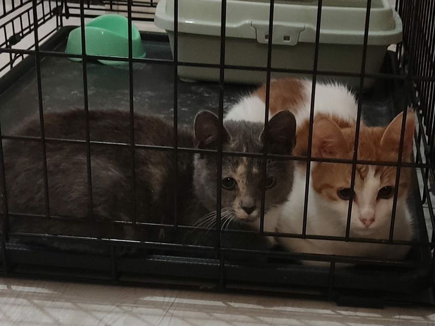 Котяточки Мышонок дев. Беляшик 4,5 мес