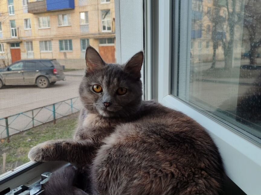 Кошечка в добрые руки