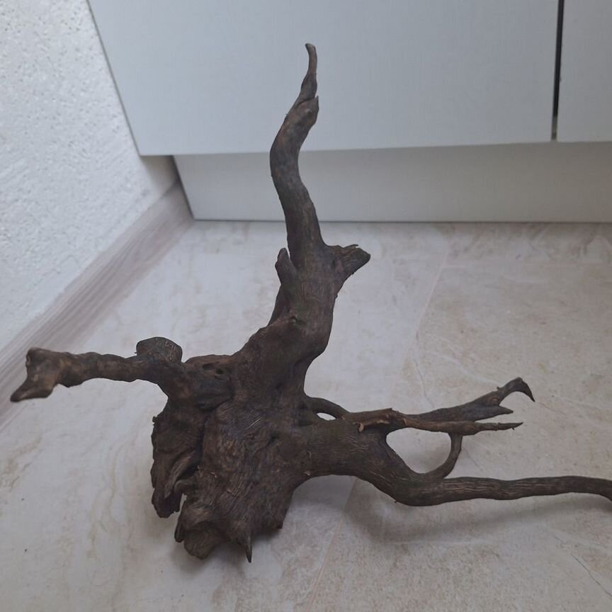 Коряга мангровая