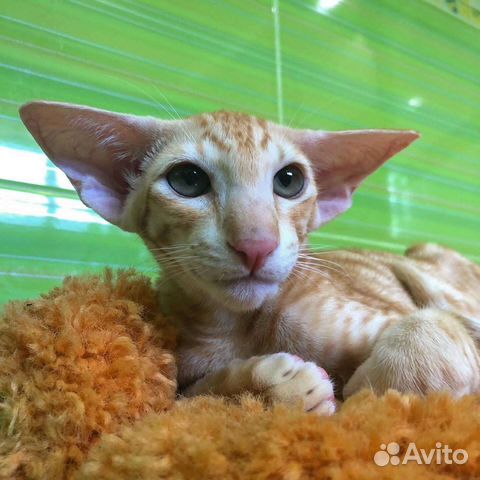 Ориентальный самый прекрасный