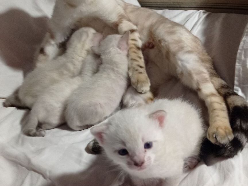 Бенгальская кошка