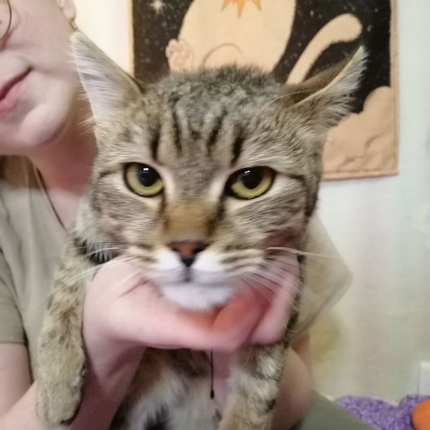 Котик "Шкода" в дар