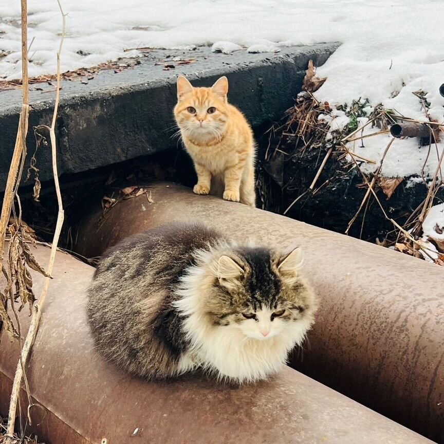 В поисках дома