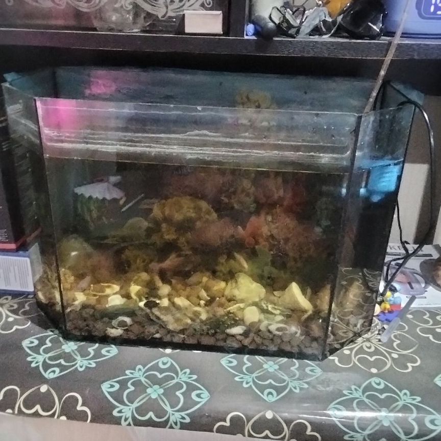 Аквариум с рыбками