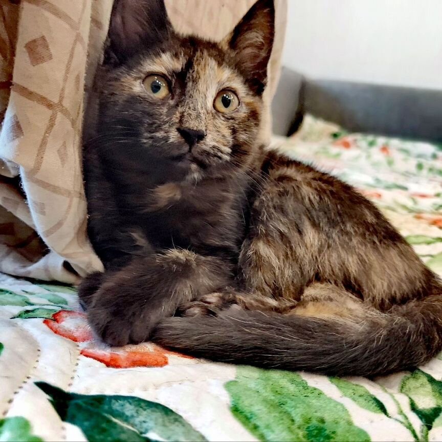 Котенок в добрые руки