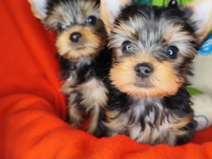Йоркширский терьер щенки