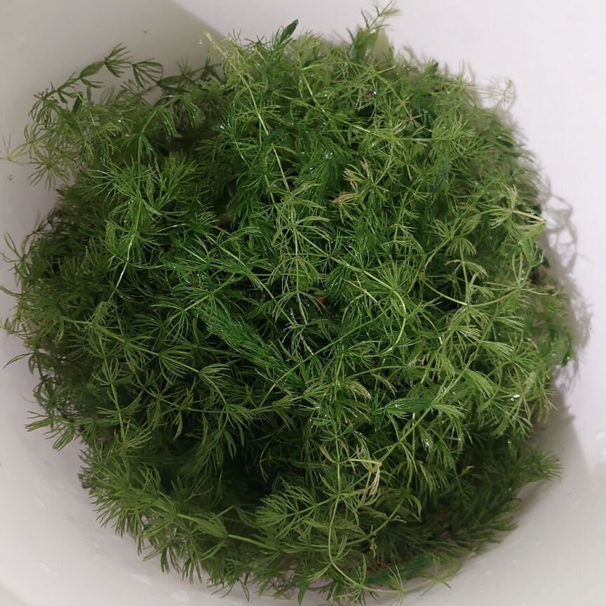 Роголистник для аквариума