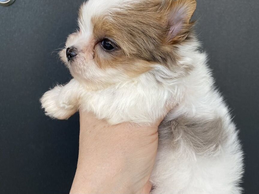 Мальчик мини блюберри даймонд