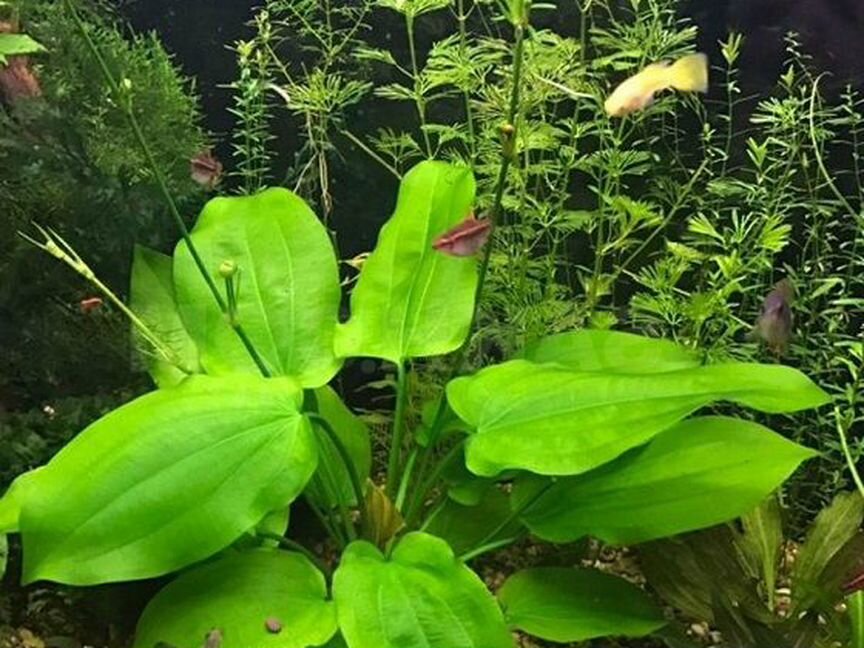 Эхинодорус горизонтальный