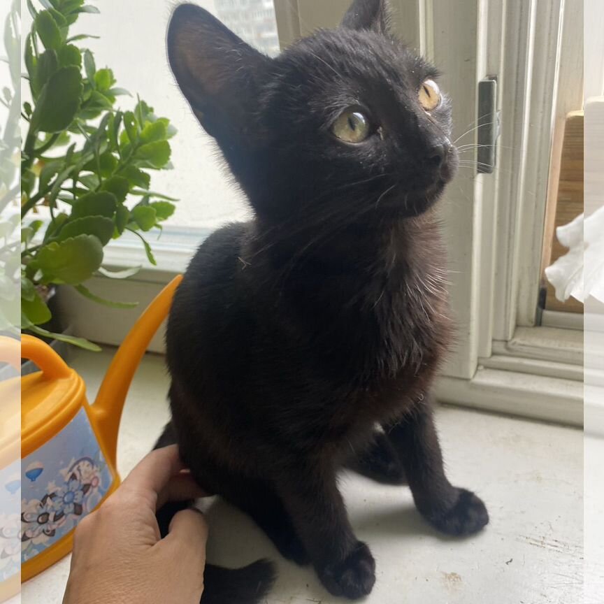 Черный котенок в добрые руки